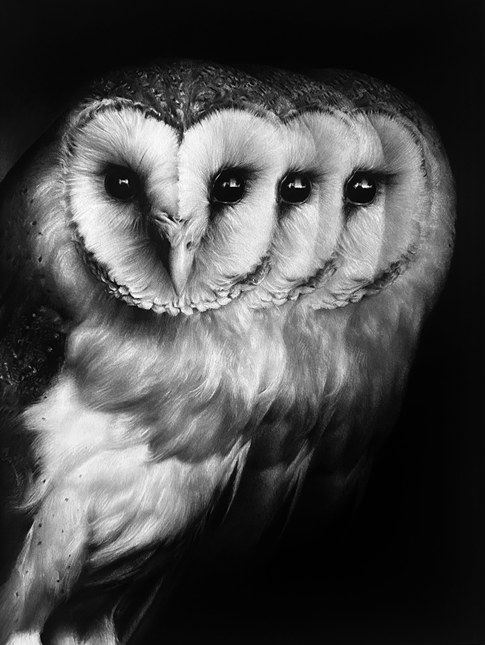 Original Drawing - "Echoes" – Drawings by Vi