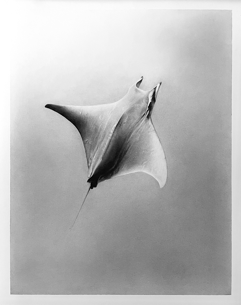 Original Drawing - "Mobula" 2022 – Drawings by Vi